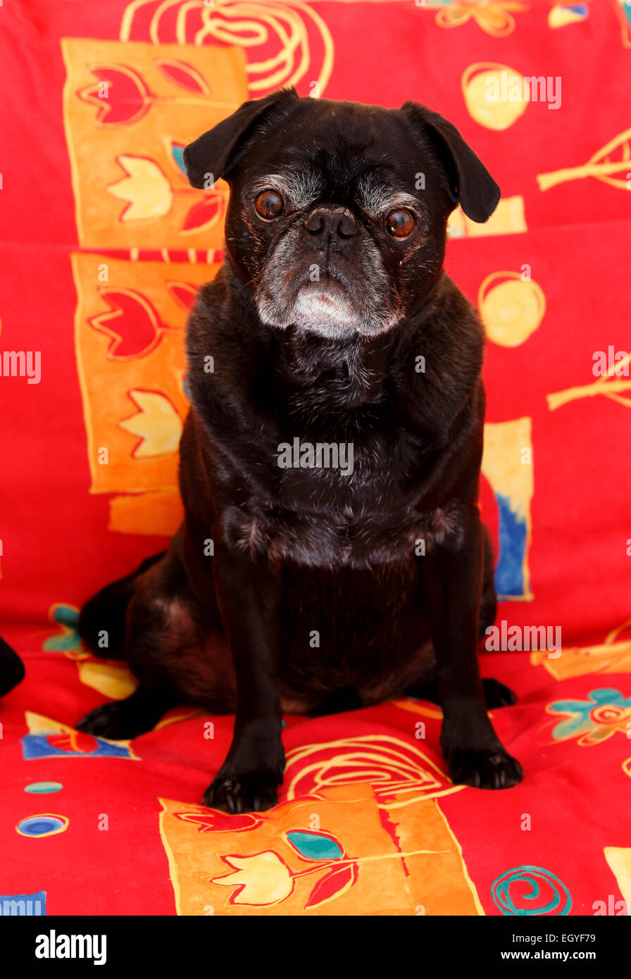 Old black pug sitting on a sofa, Canada Stock Photo - Alamy