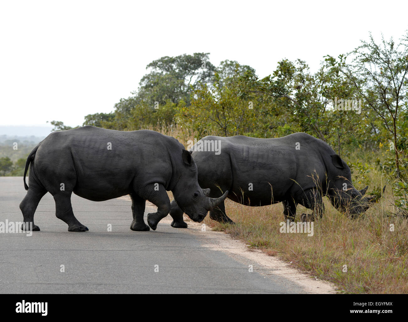 Two rhinos, White Rhinoceros or Square-lipped Rhinoceros (Ceratotherium ...