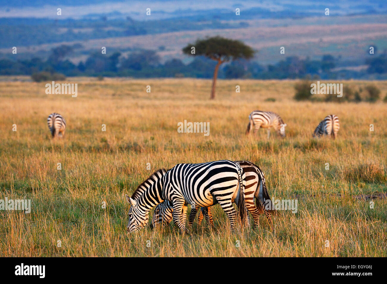 Plains Zebras (Equus guagga), in the morning light, behind an umbrella ...