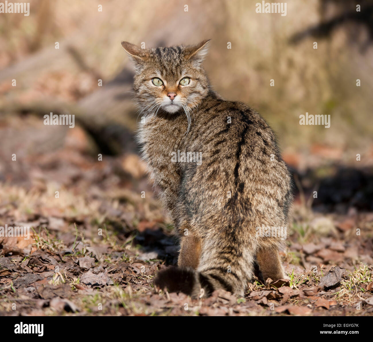 European wildcat felis silvestris hi-res stock photography and images ...