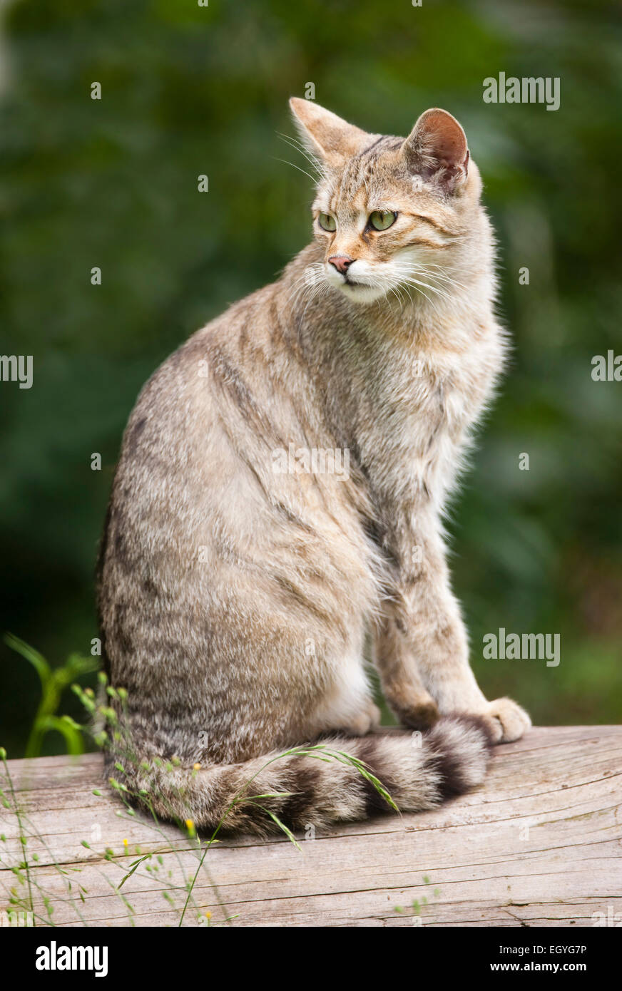 European wildcat (Felis silvestris), sitting on a trunk, captive ...