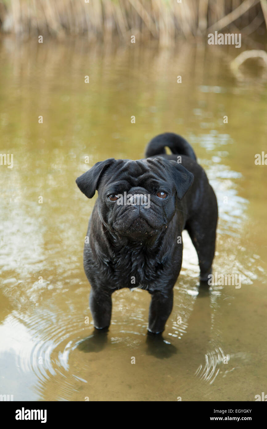 Young black pug standing in water Stock Photo - Alamy