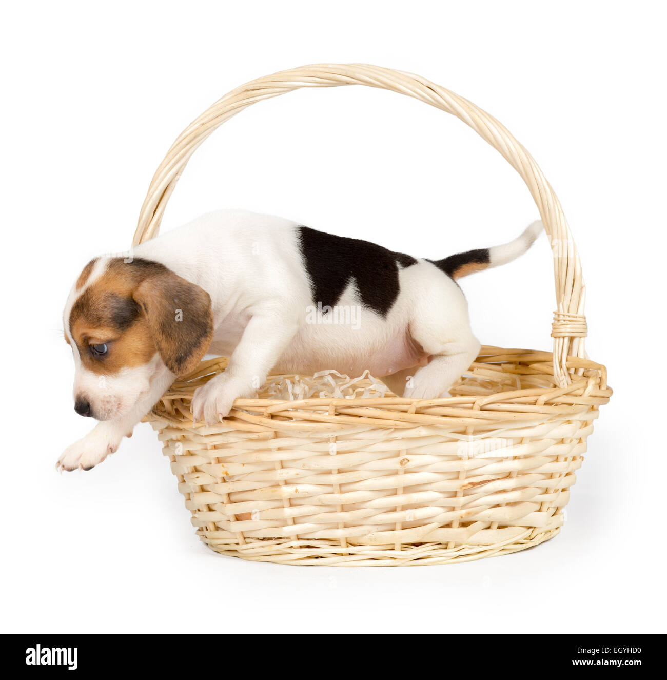 Beagle puppy basket hi-res stock photography and images - Alamy