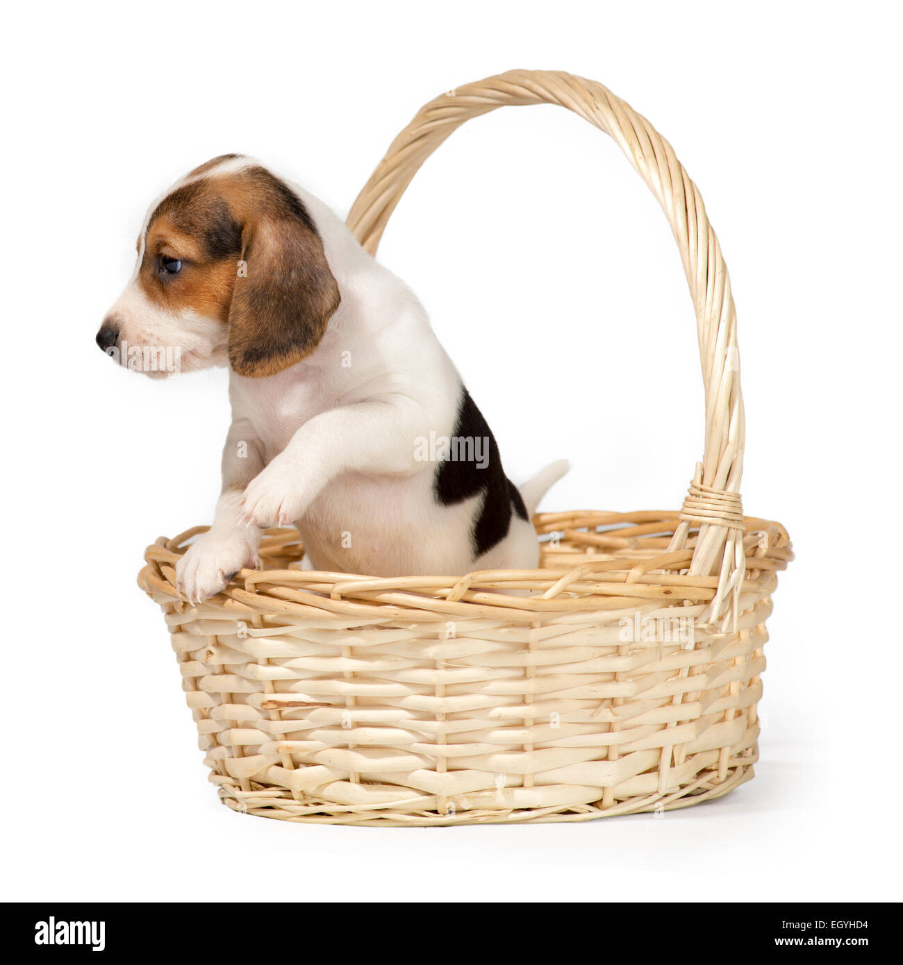 Beagle puppy basket hi-res stock photography and images - Alamy