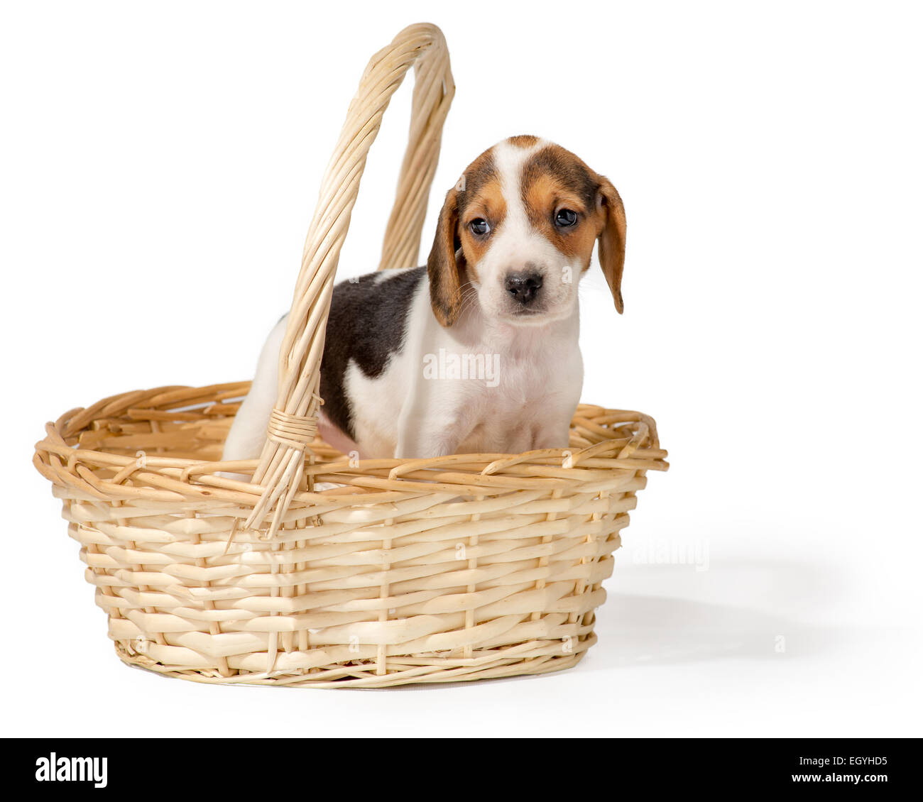 Beagle puppy basket hi-res stock photography and images - Alamy