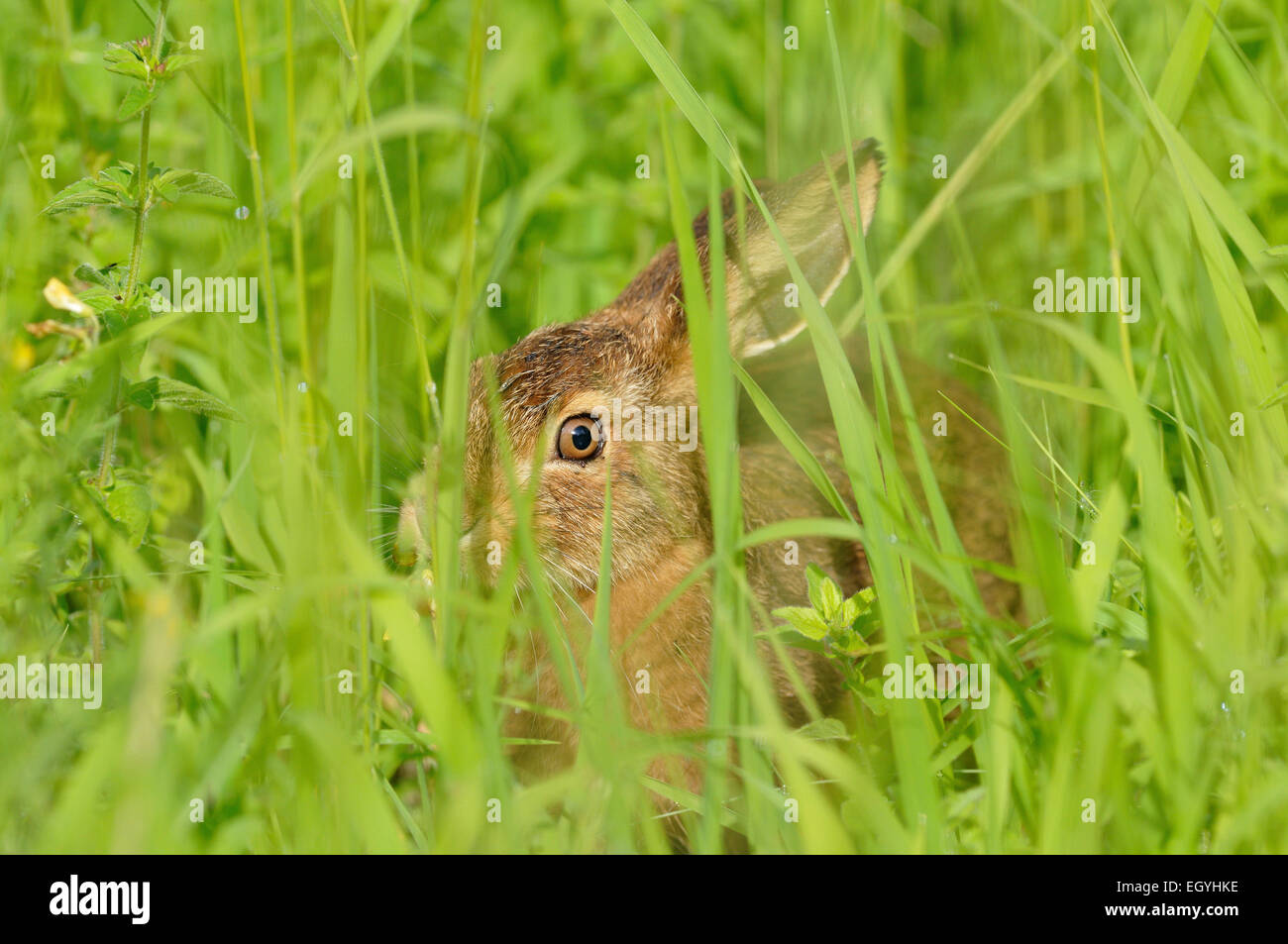 European Hare or Brown Hare (Lepus europaeus), leveret in tall grass ...