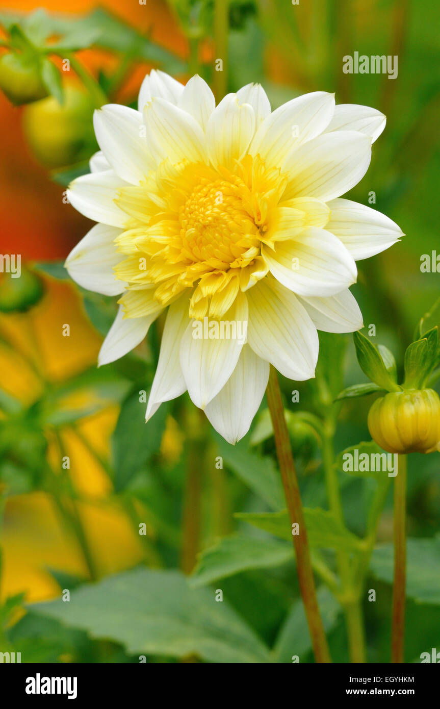 Lambada hi-res stock photography and images - Alamy