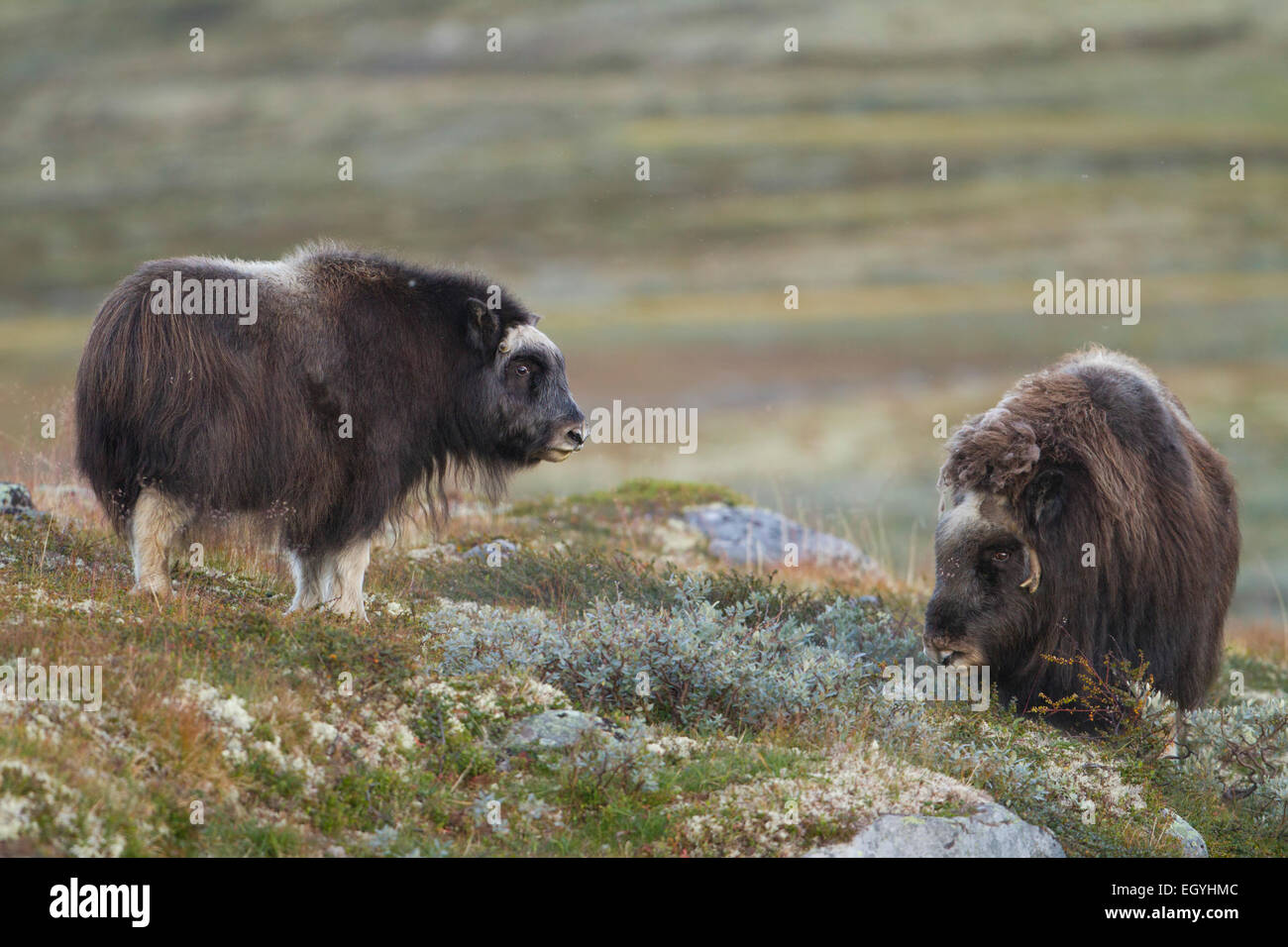 Musk ox (Ovibos moschatus), cow with calf in the Fjell, Dovrefjell ...
