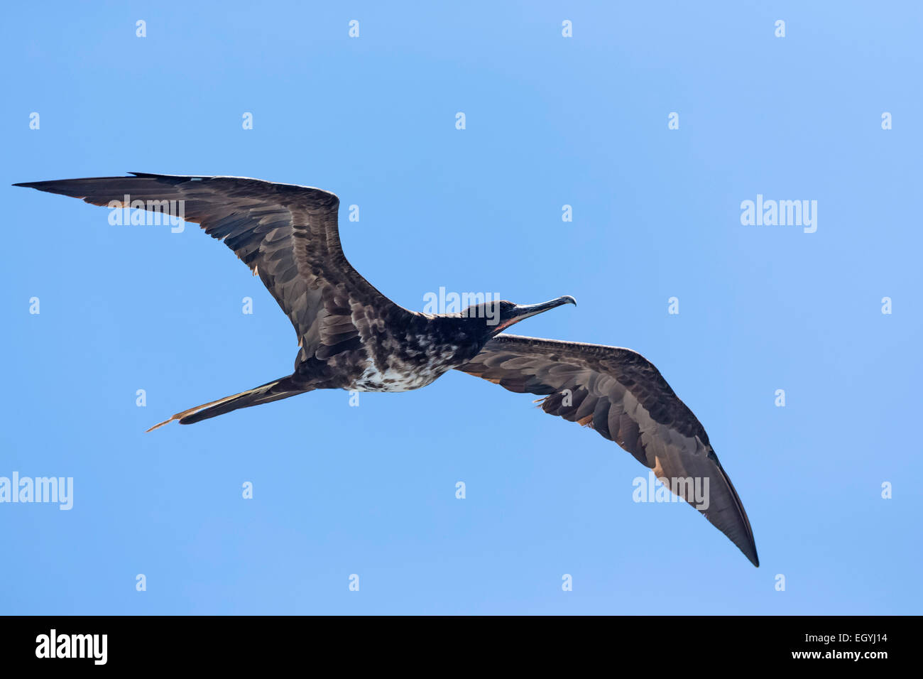 Ecuador, Galapagos Islands, Isabela, flying female frigatebird Stock ...