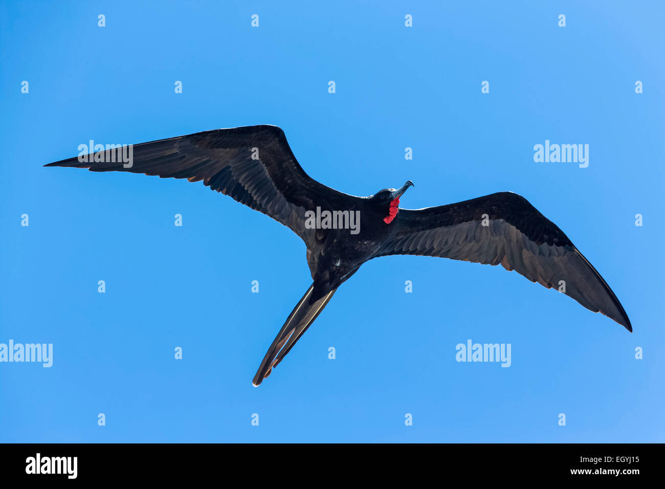 Ecuador, Galapagos Islands, Isabela, flying frigatebird Stock Photo - Alamy