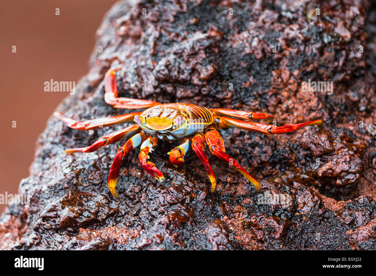 Ecuador, Galapagos Islands, Rabida, red rock crab Stock Photo - Alamy