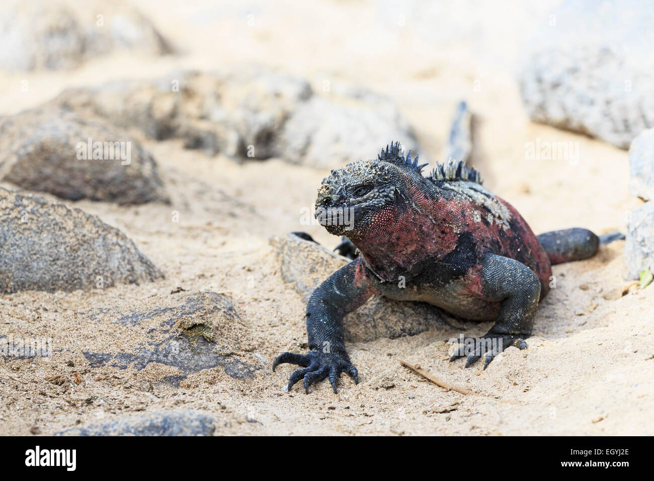 Espanola marine iguana punta suarez hi-res stock photography and images ...