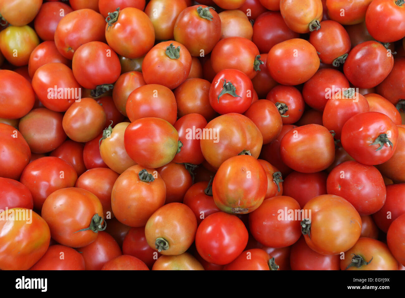 Spoiled tomatoes hi-res stock photography and images - Alamy