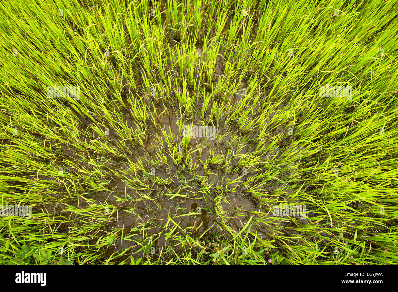 Philippines, Palawan, El Nido, rice field from above Stock Photo - Alamy