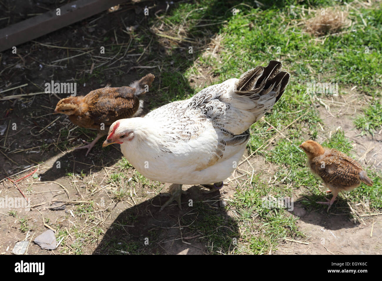 Chicken and young Stock Photo - Alamy