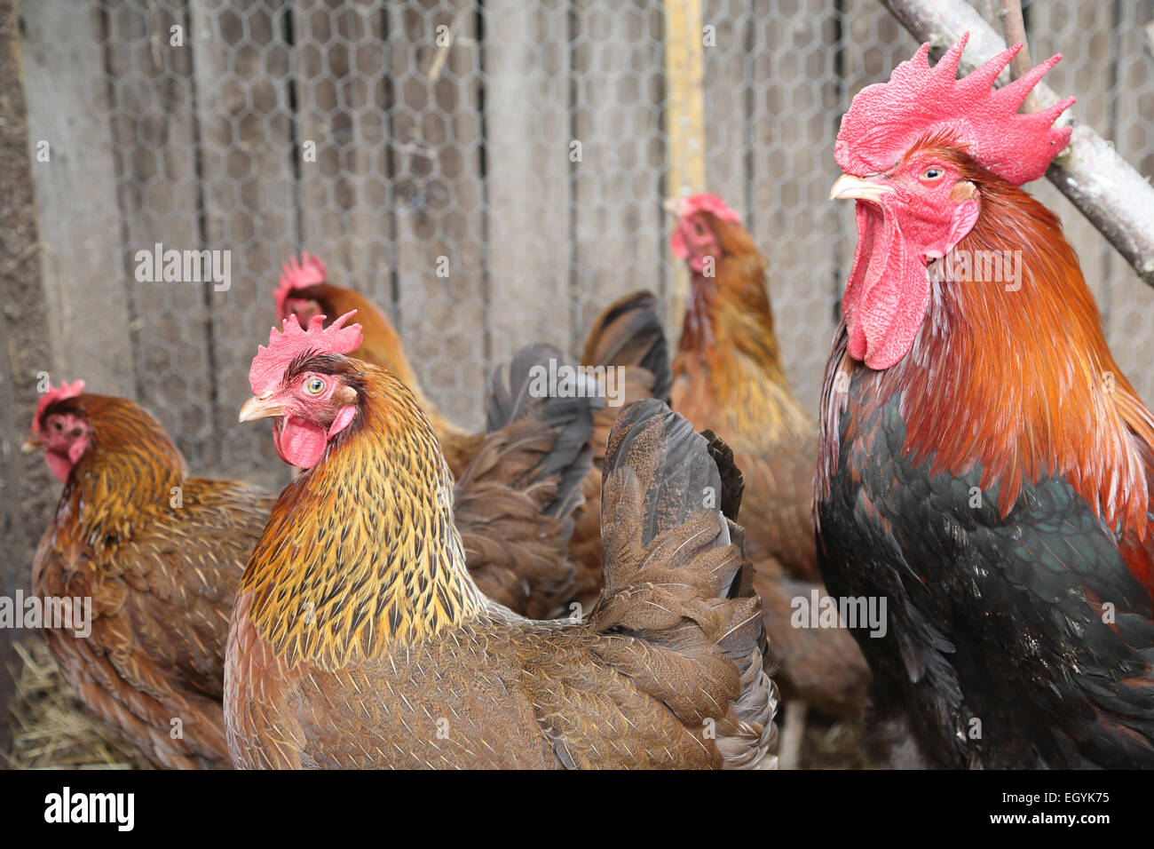 Cockerel and hens Stock Photo - Alamy