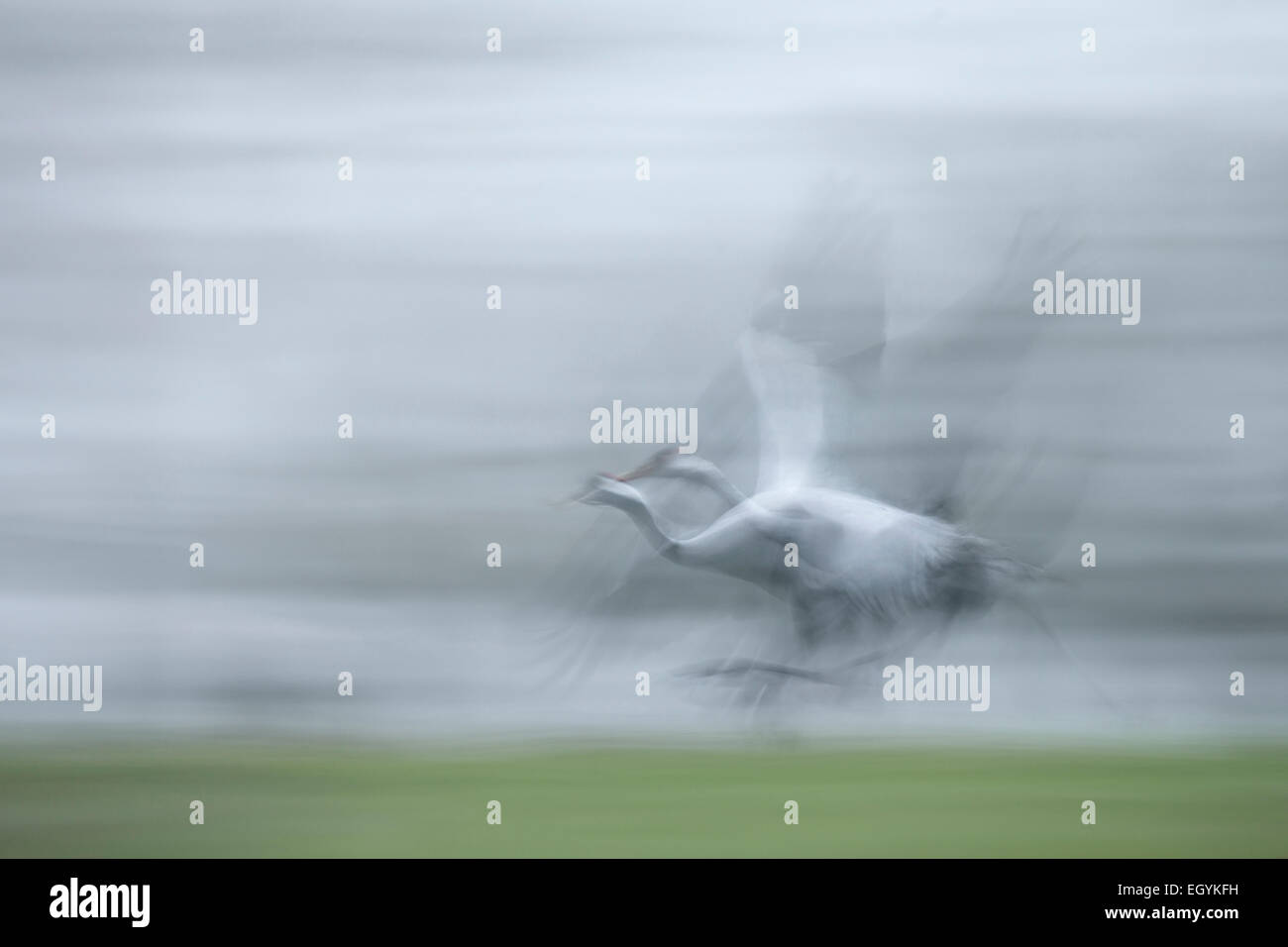 Two flying cranes Stock Photo - Alamy