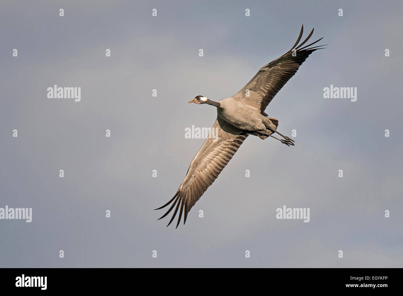 Flying crane hi-res stock photography and images - Alamy