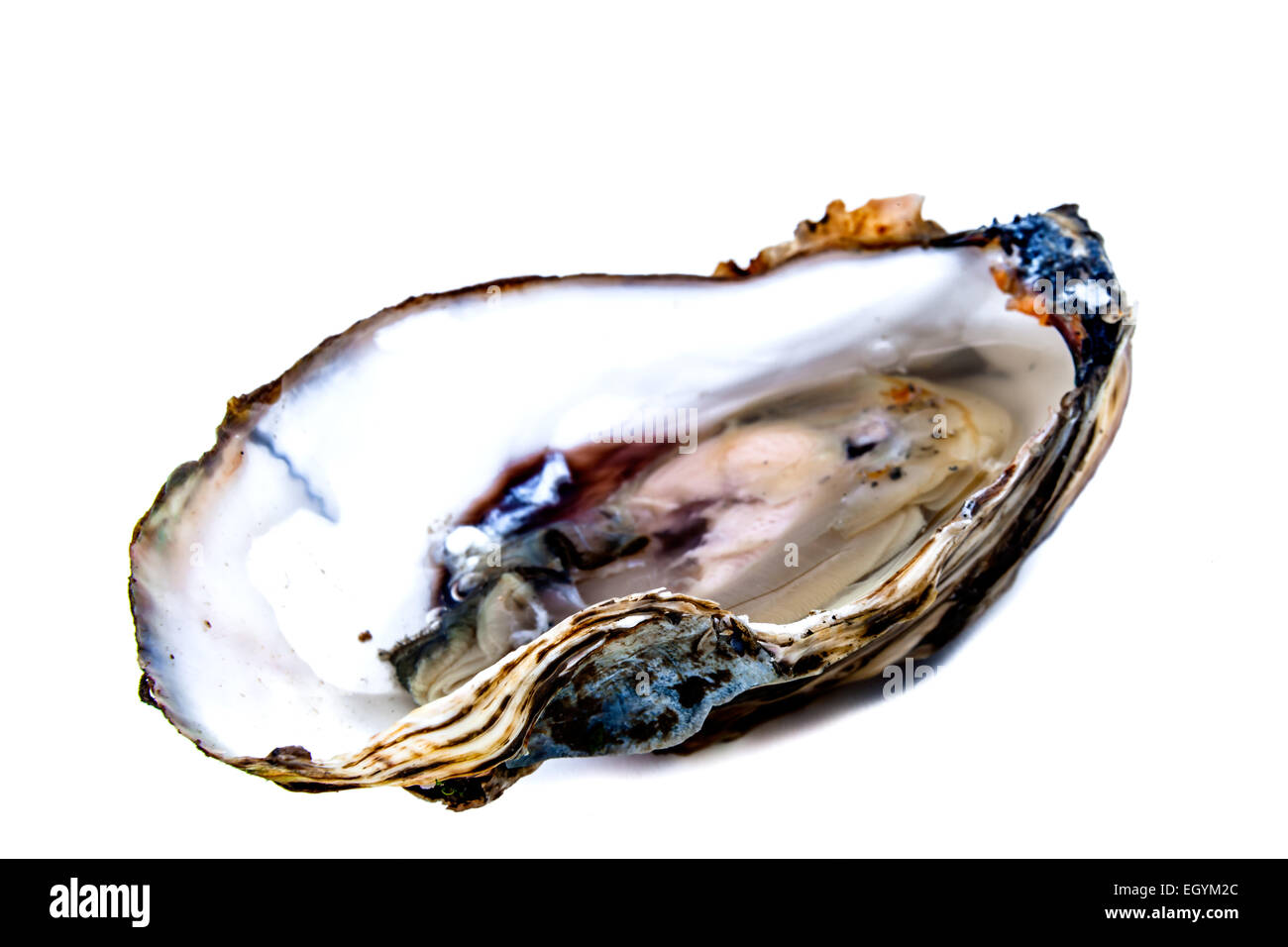 One oyster on a white background Stock Photo - Alamy