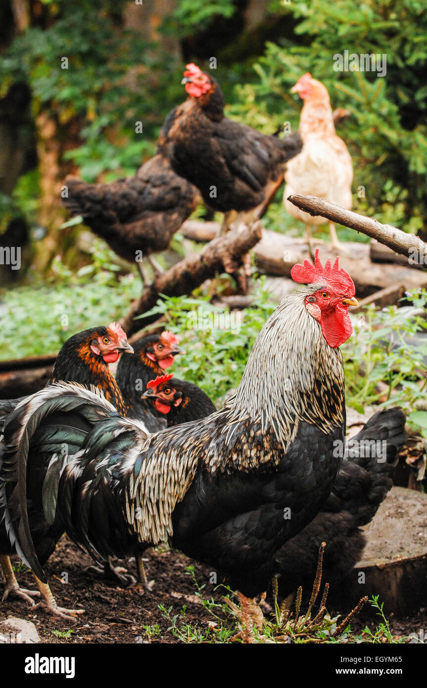 Austria, St. Martin, free-range rooster with hens on farm Stock Photo ...