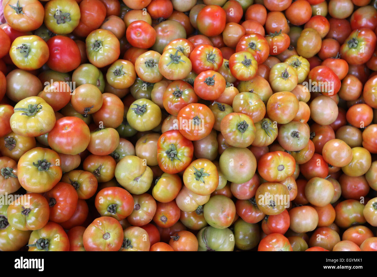 Worm eating tomatoes hi-res stock photography and images - Alamy