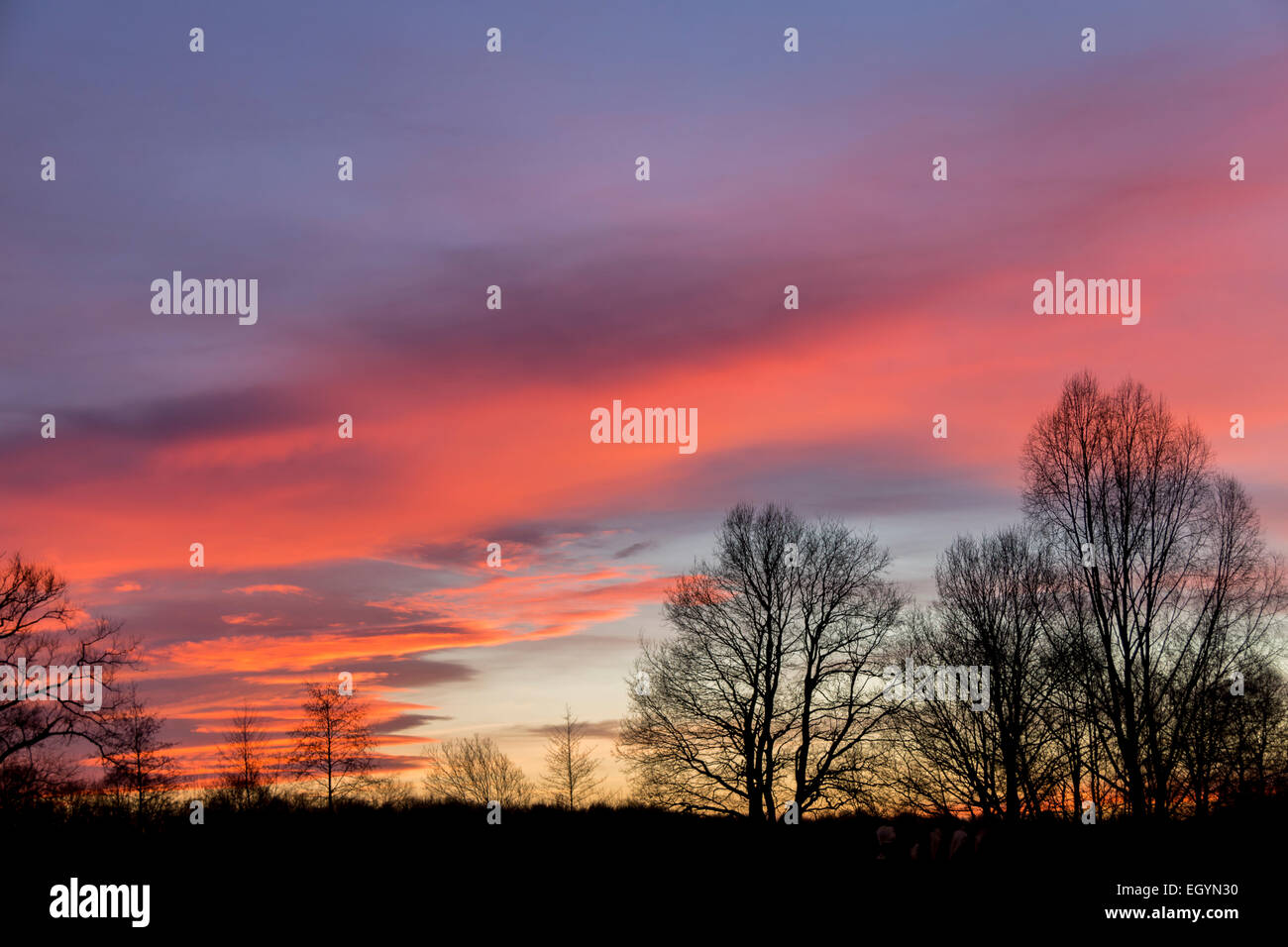 Germany, Baden-Wuerttemberg, Baden-Baden, trees at sunset Stock Photo - Alamy