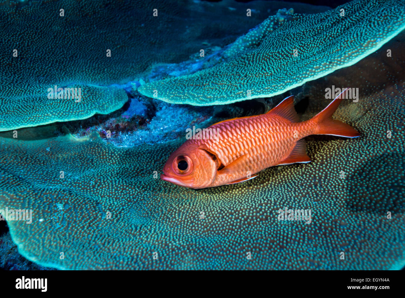 Oceania, Micronesia, Palau, Pinecone Soldierfish, Myripristis murdjan ...