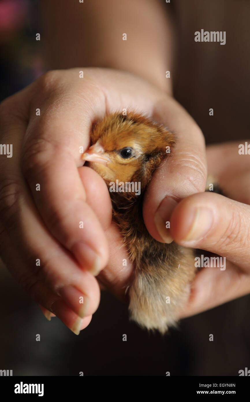 Day old chick in hand Stock Photo - Alamy