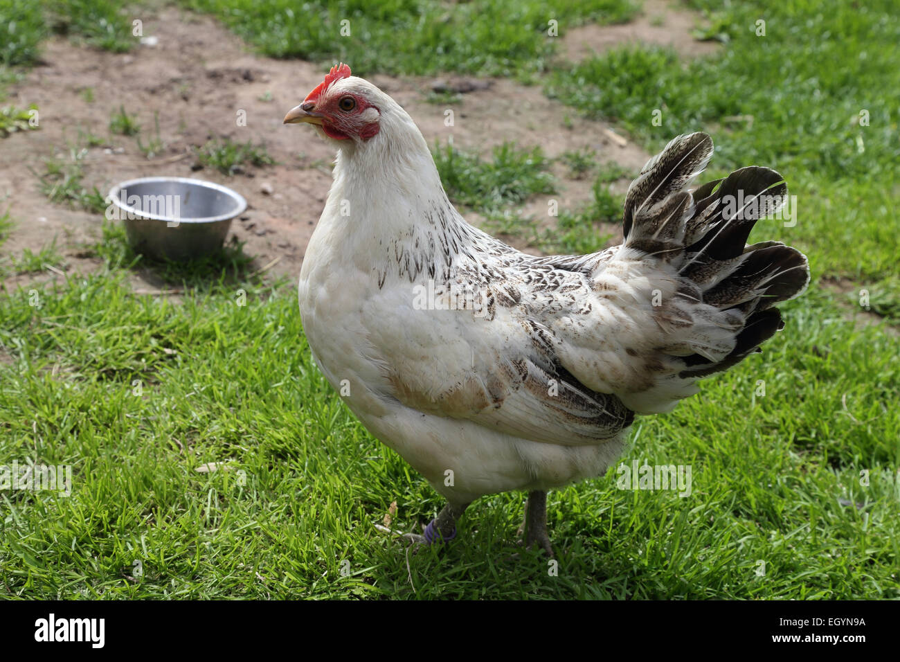 Chicken livestock hi-res stock photography and images - Alamy