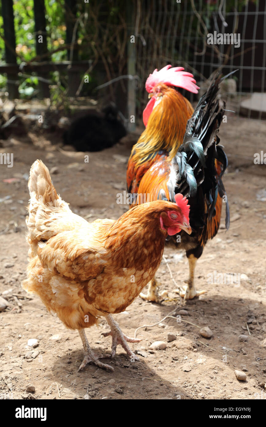 Chicken and cockerel Stock Photo - Alamy