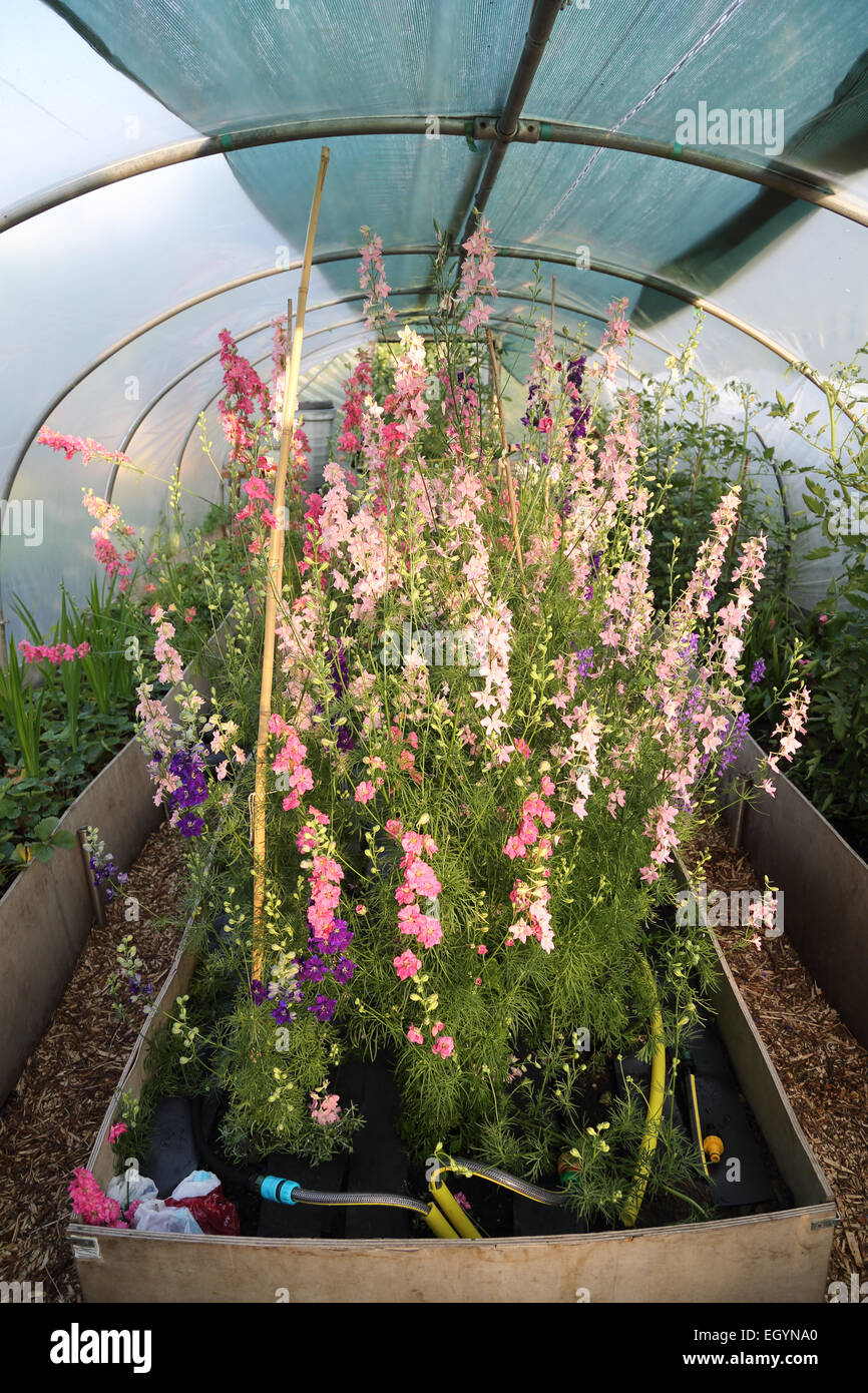 Larkspur flowers hi-res stock photography and images - Alamy