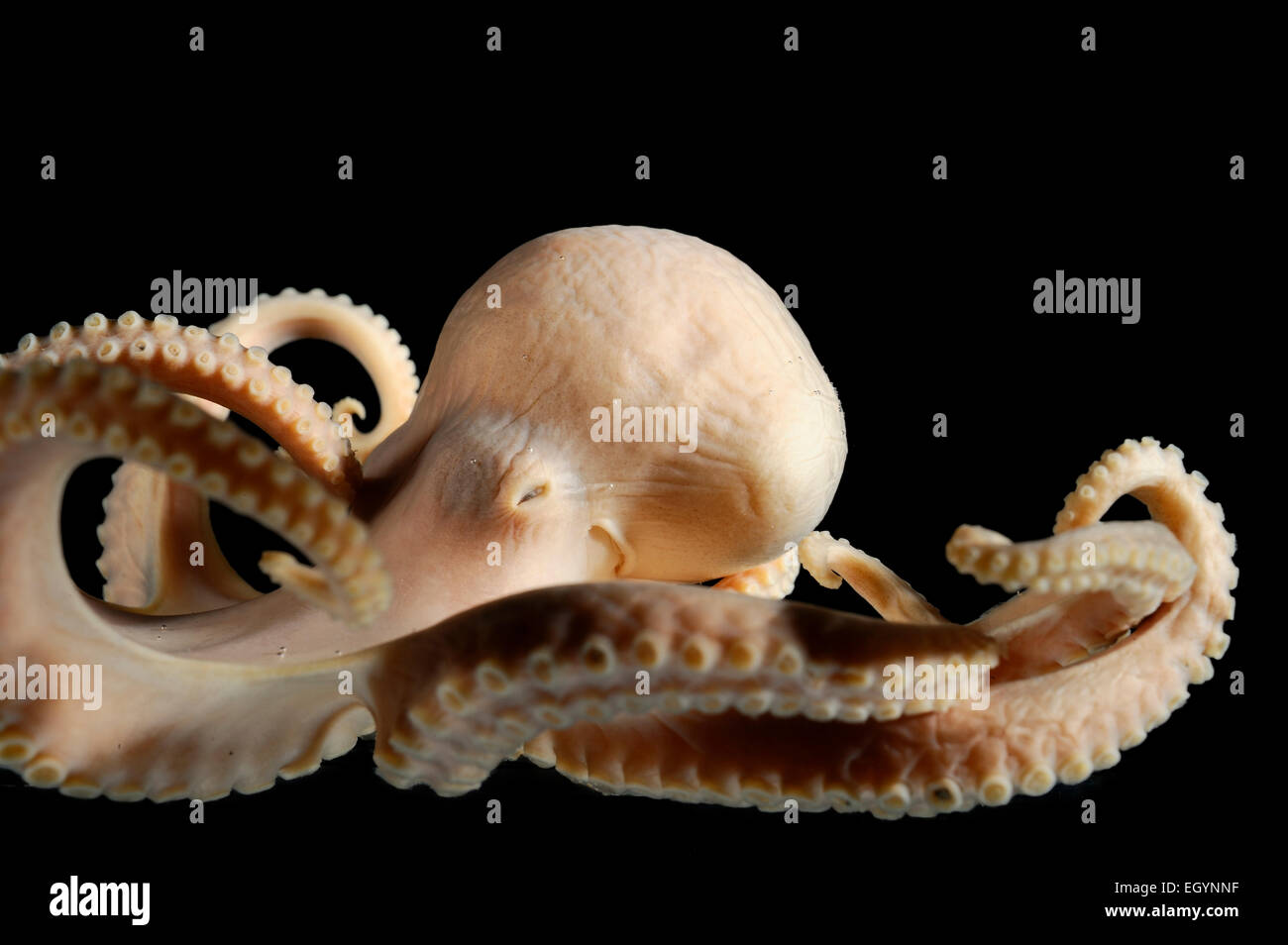 Tiefseetiere Stock Photos & Tiefseetiere Stock Images - Alamy