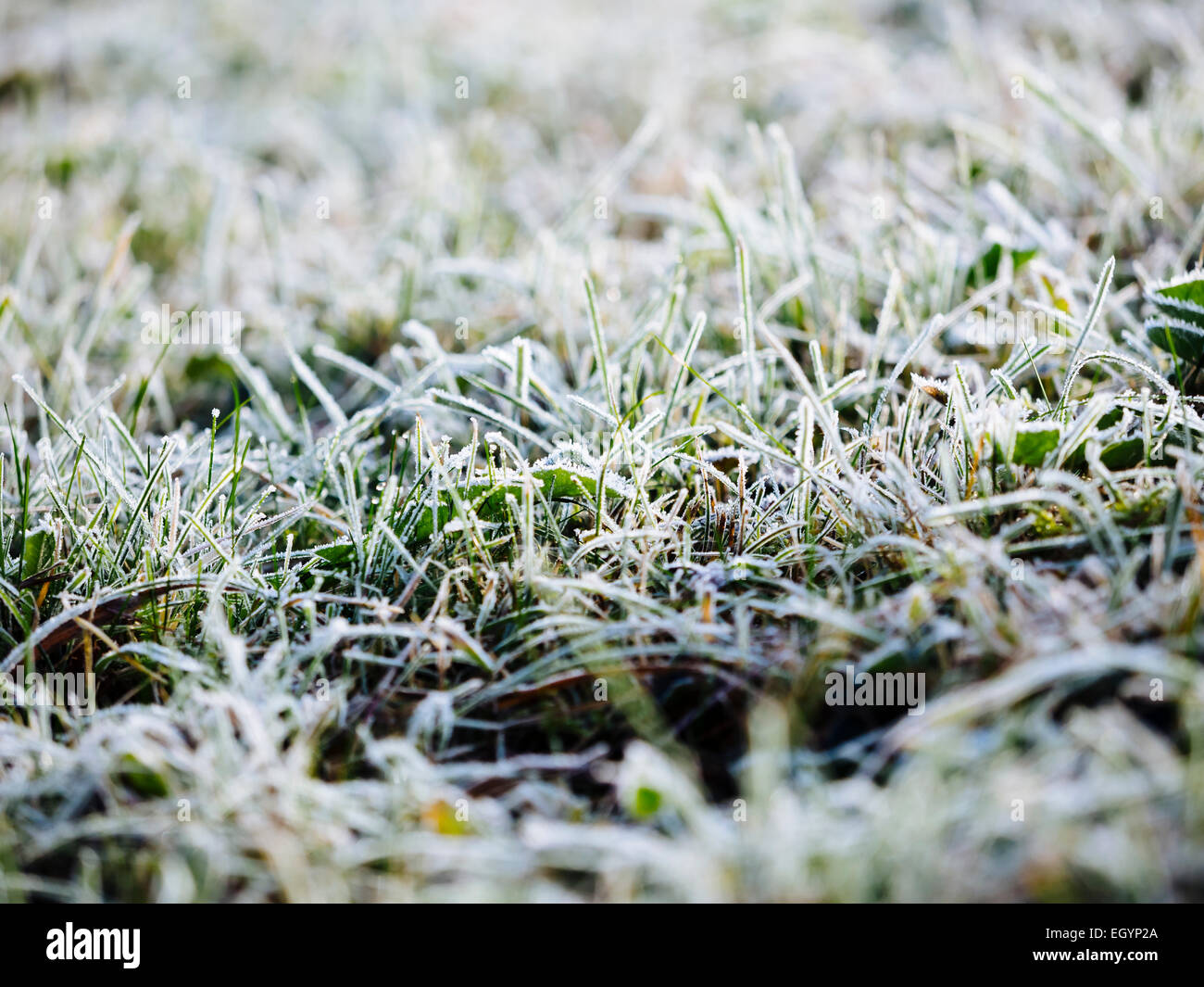 Germany, frozen grass in winter Stock Photo - Alamy