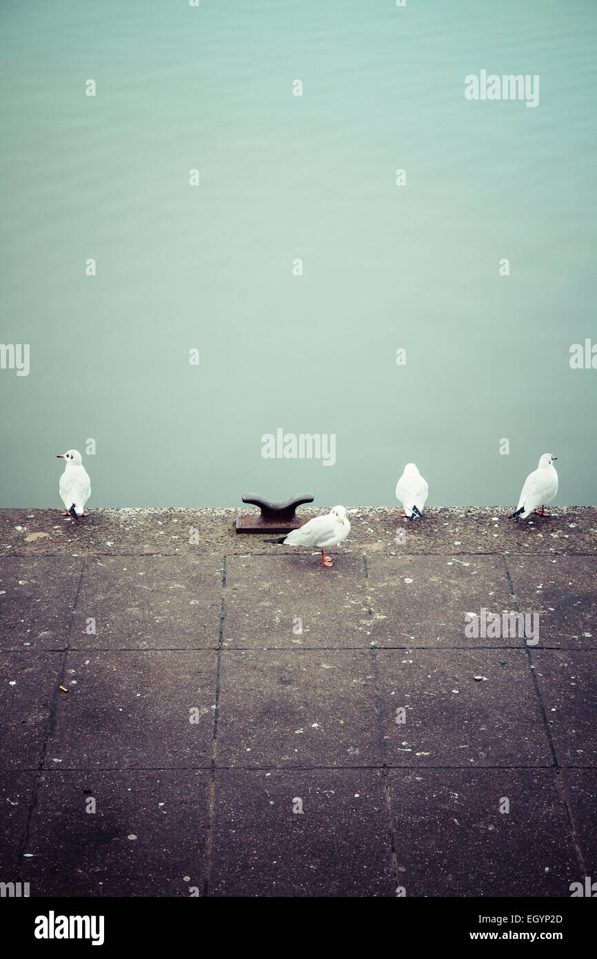 Four seagulls in front of water Stock Photo - Alamy