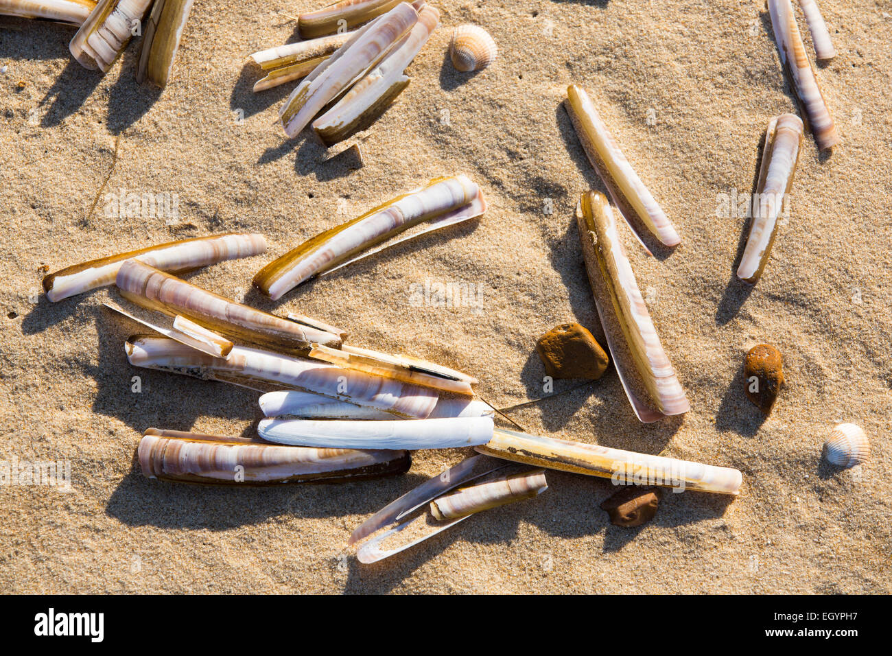 Razor Shells (Ensis arcuatus) on the beach at Wells Next the Sea ...
