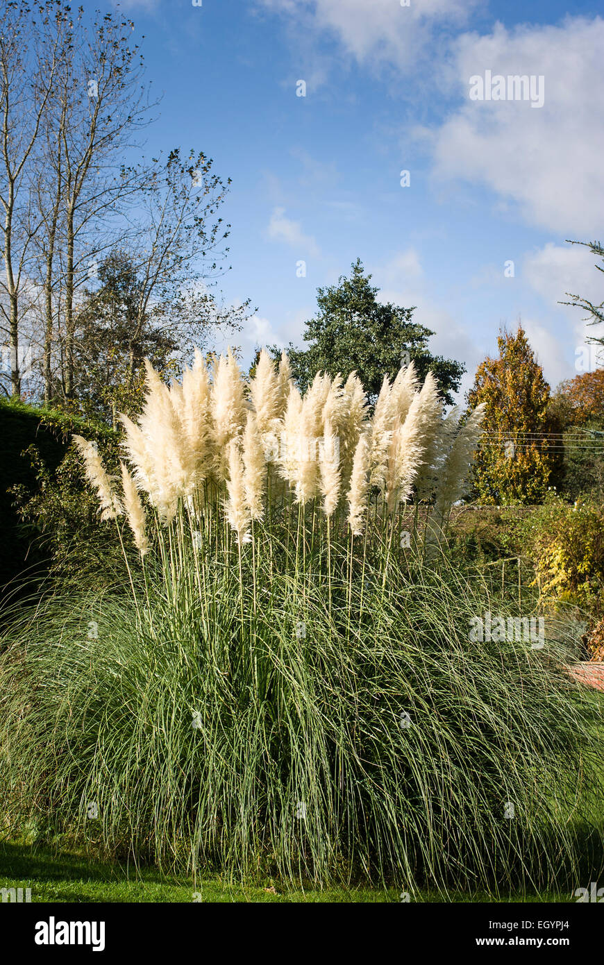 Pampas grass plumes hi-res stock photography and images - Alamy