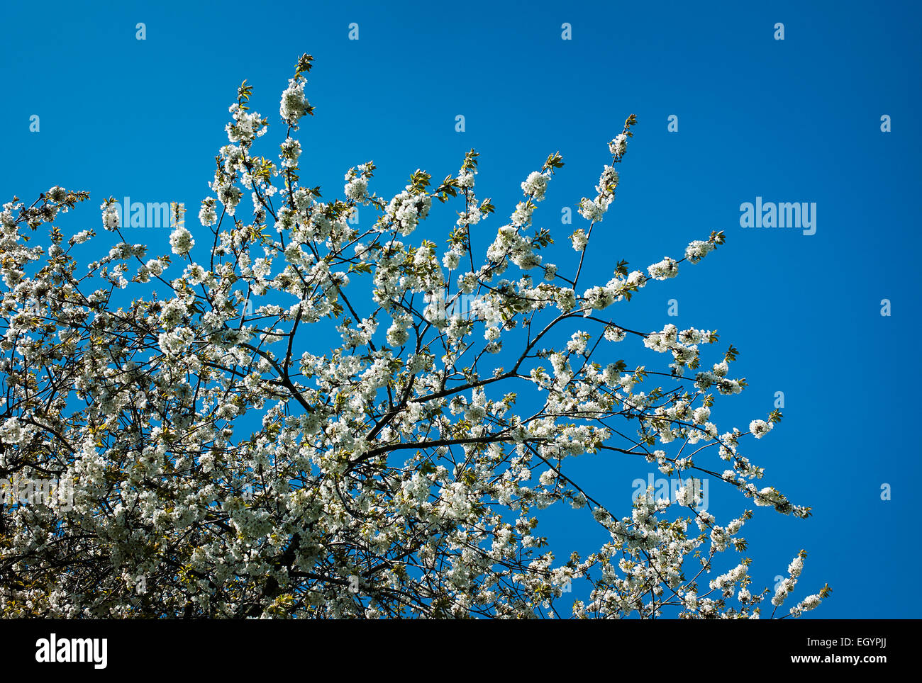 Floriferous wild cherry blossom against a blue sky Stock Photo - Alamy