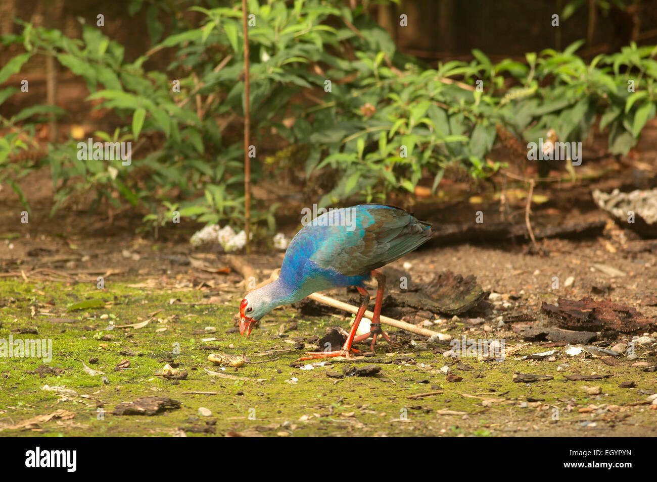 Purple Swamphen (Porphyrio porphyrio) while feeding in marshy ...