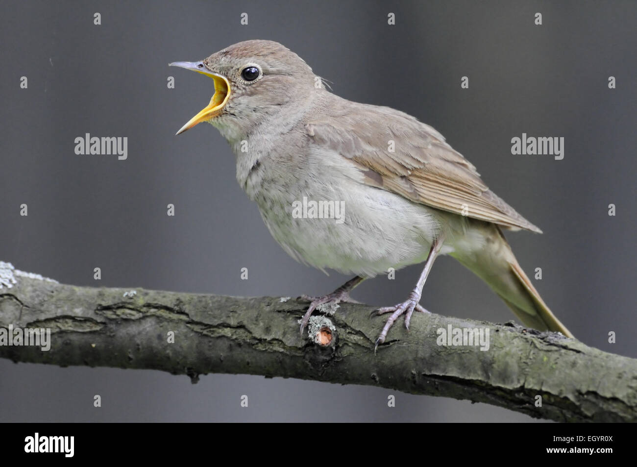 Nightingale singing hi-res stock photography and images - Alamy