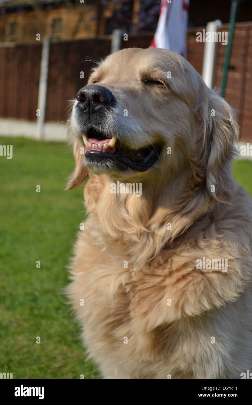 Golden retriever outside, 2012 Stock Photo - Alamy