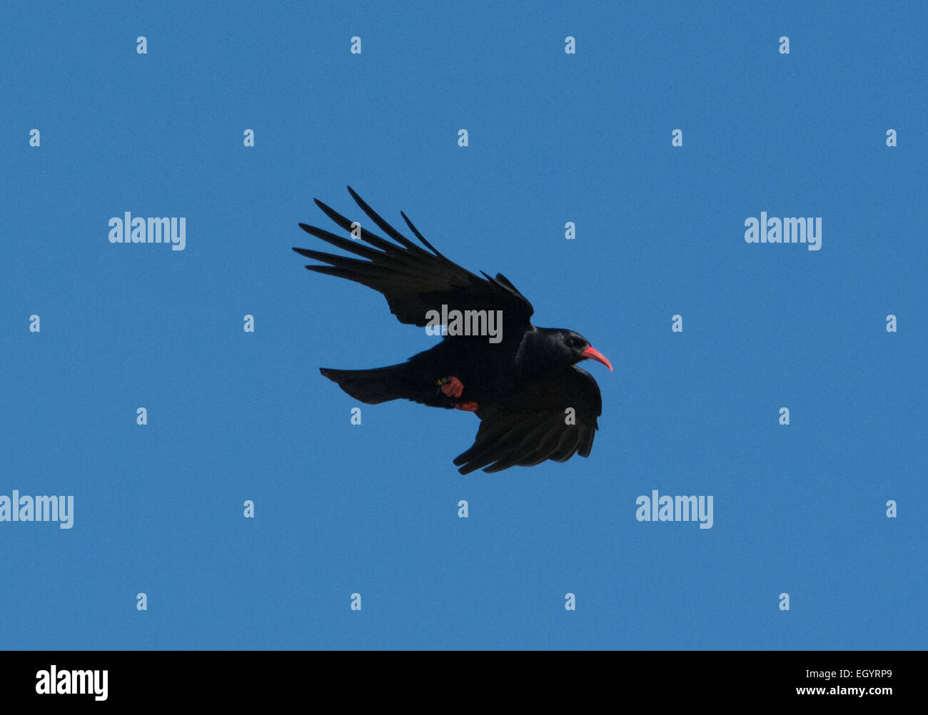 West Cornwall, UK. 4th March 2015. The iconic Cornish Chough, which has ...