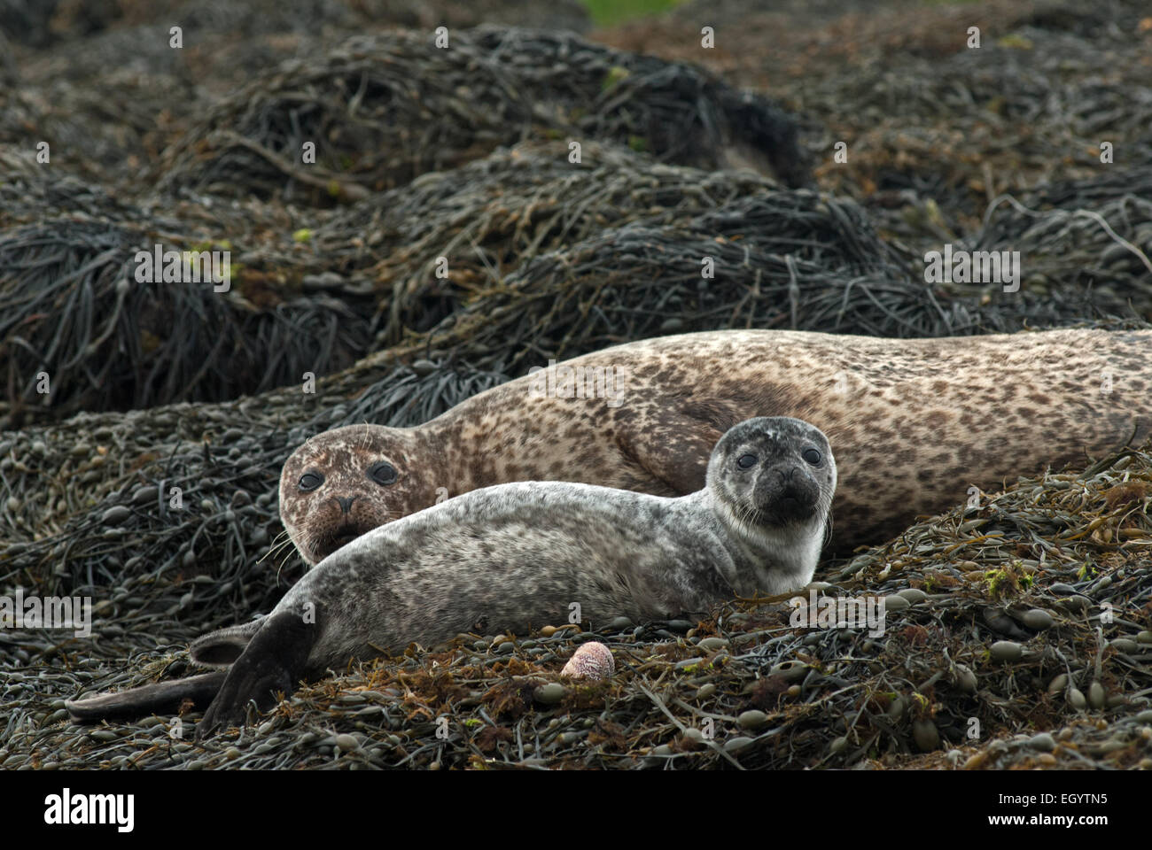 Mother and pup common seal (aka harbour or harbor seal) Phoca vitulina ...