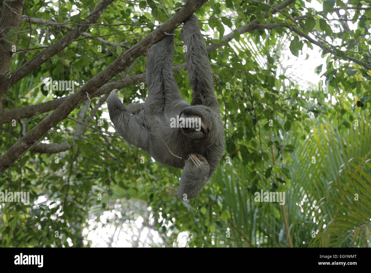 A three-toed sloth in the grounds of the Parador hotel in the Manuel ...