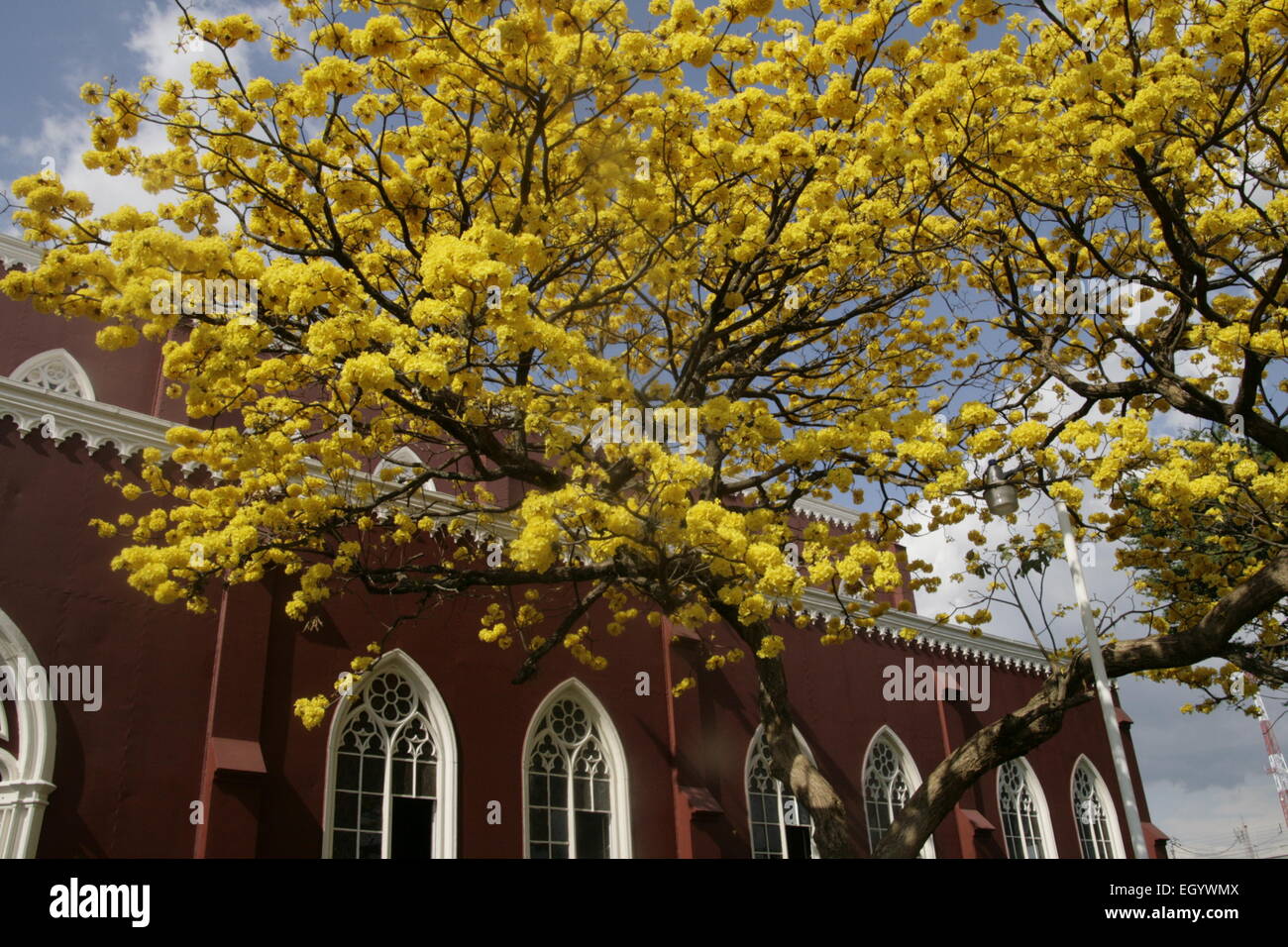 Stunning yellow Cortez tree in full bloom outside the red metal church ...