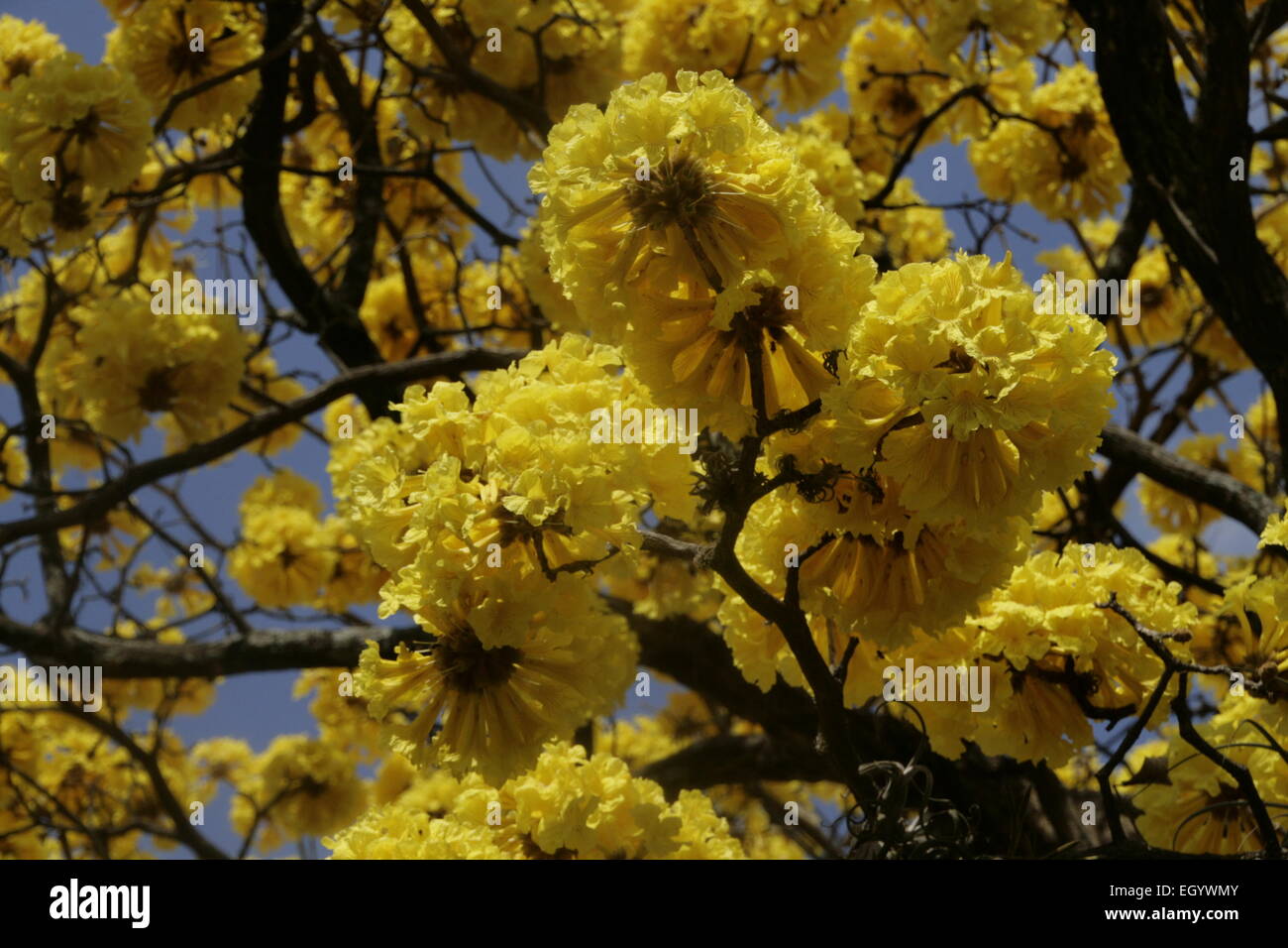 Costa Rica Flowers Stock Photos & Costa Rica Flowers Stock Images - Alamy