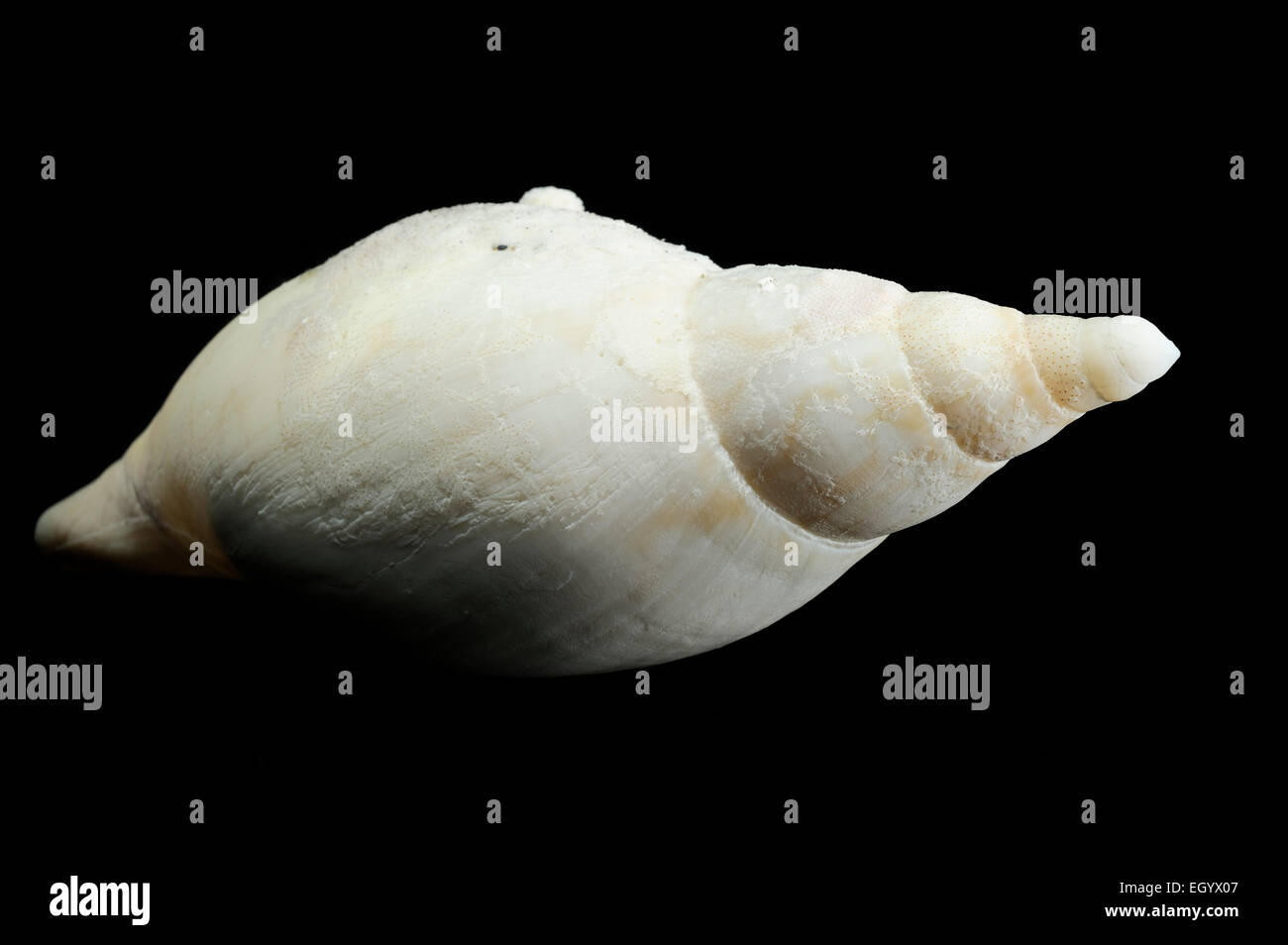Volute (Adelomelon ancilla) Picture was taken in cooperation with the ...