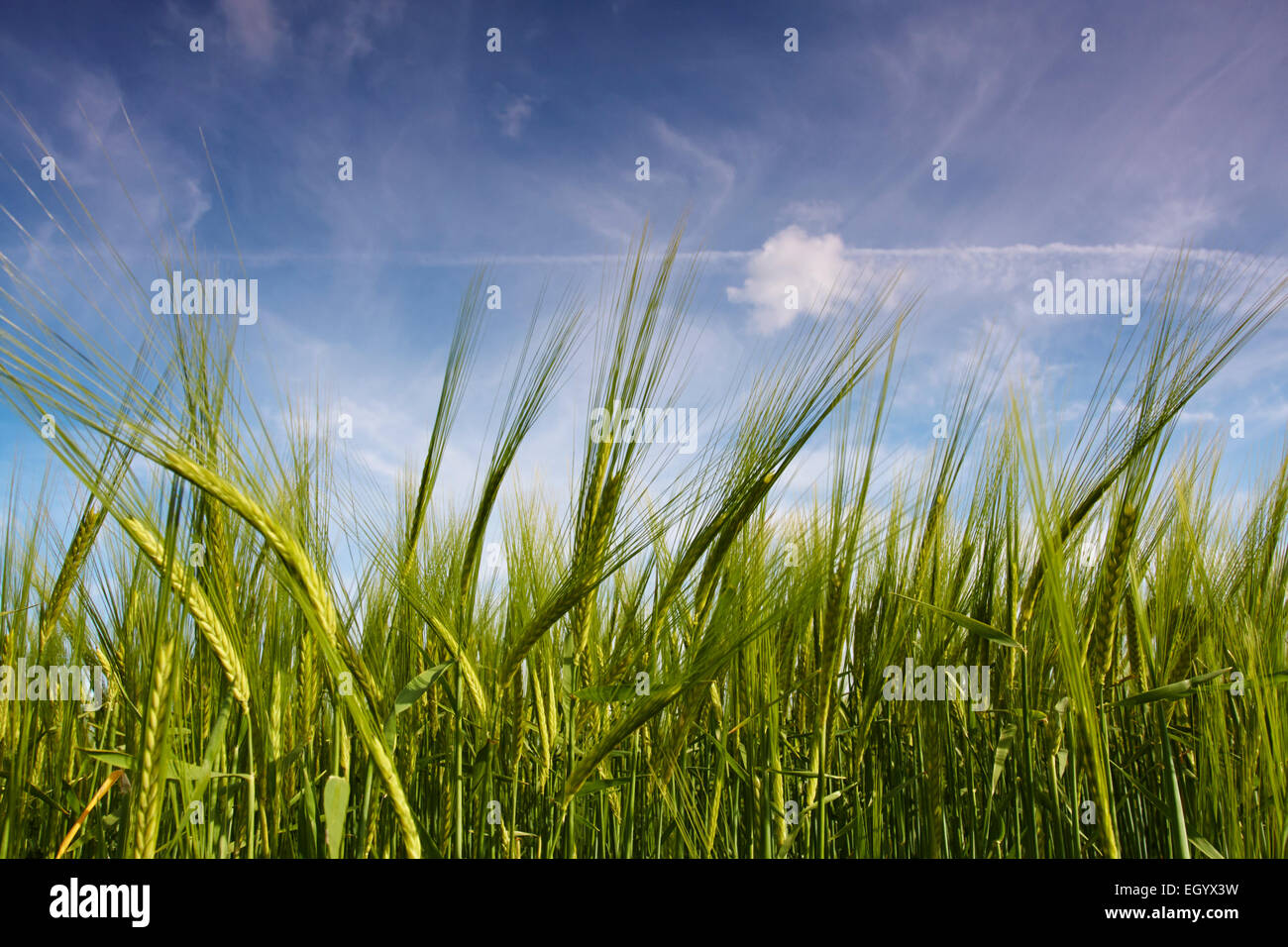 Unripe barley ears and stems hi-res stock photography and images - Alamy