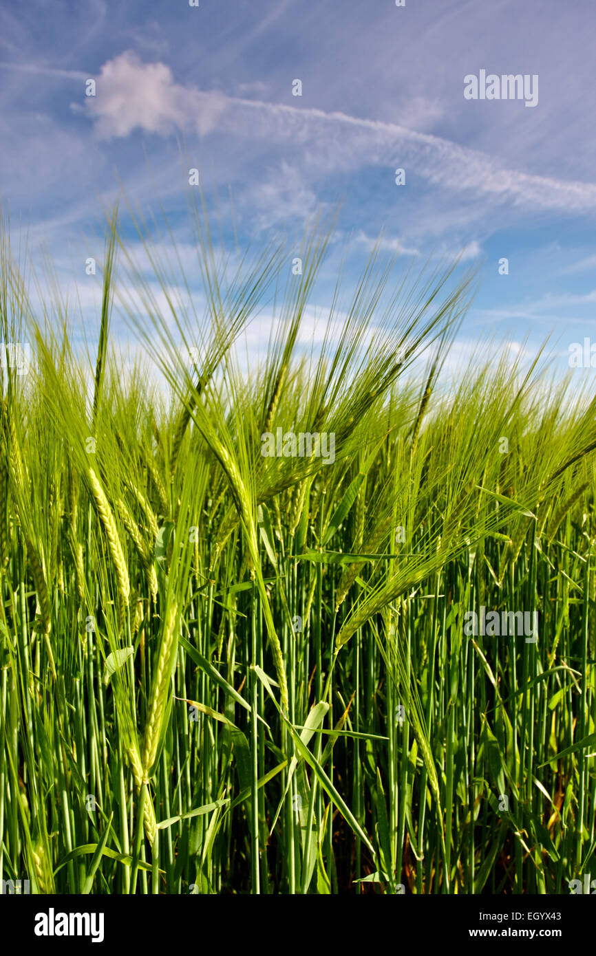 Growing barley hi-res stock photography and images - Alamy