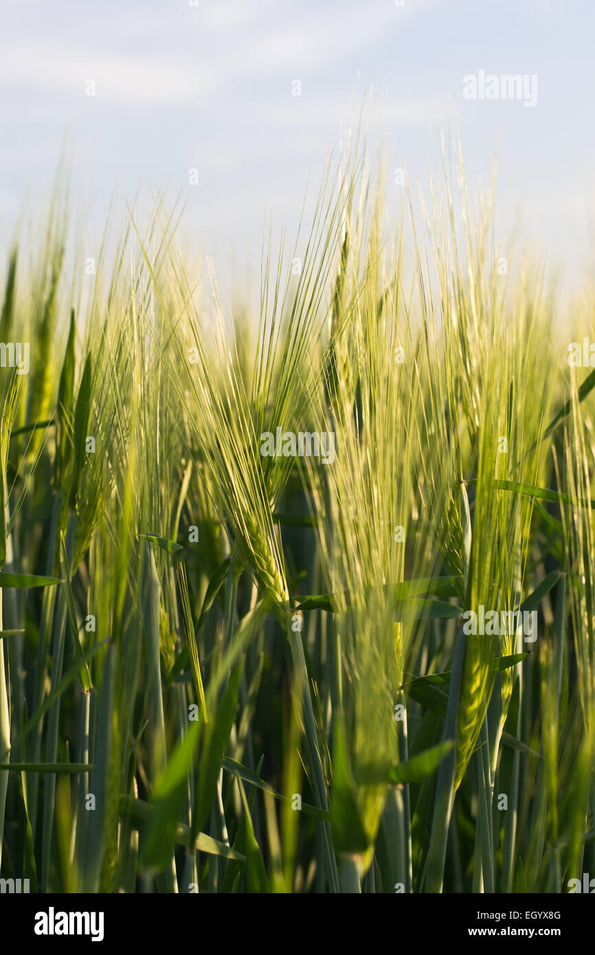 Green stems and ears of wheat Stock Photo - Alamy