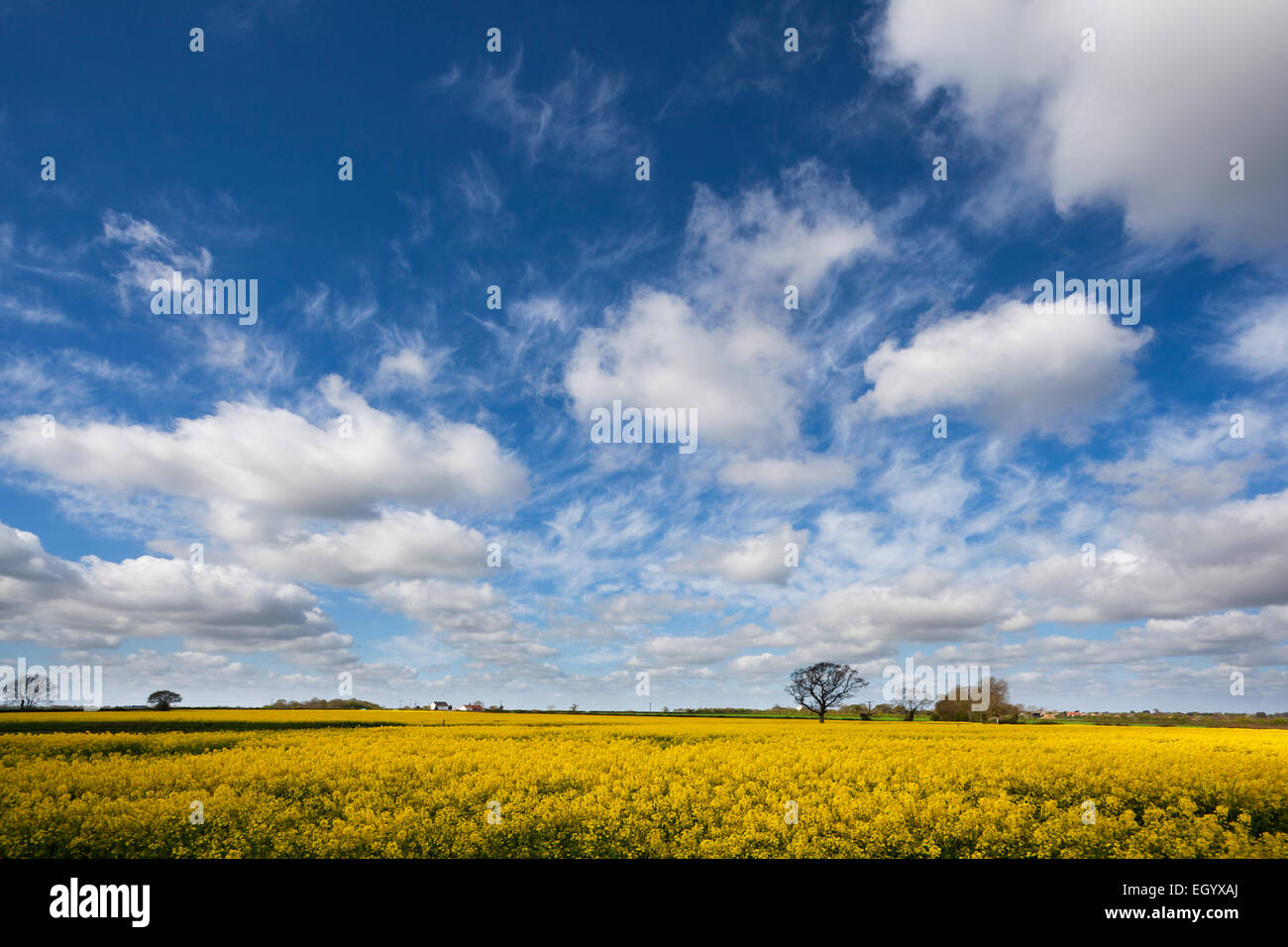 Spring landscape in Norfolk, England, UK Stock Photo - Alamy